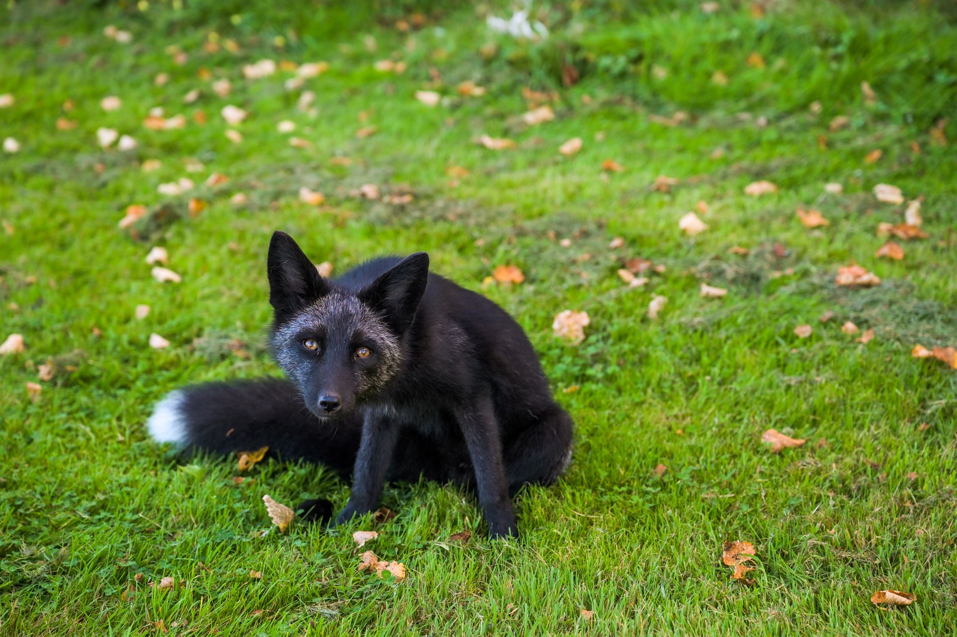 South Championship Course | Bally Haly Country Club